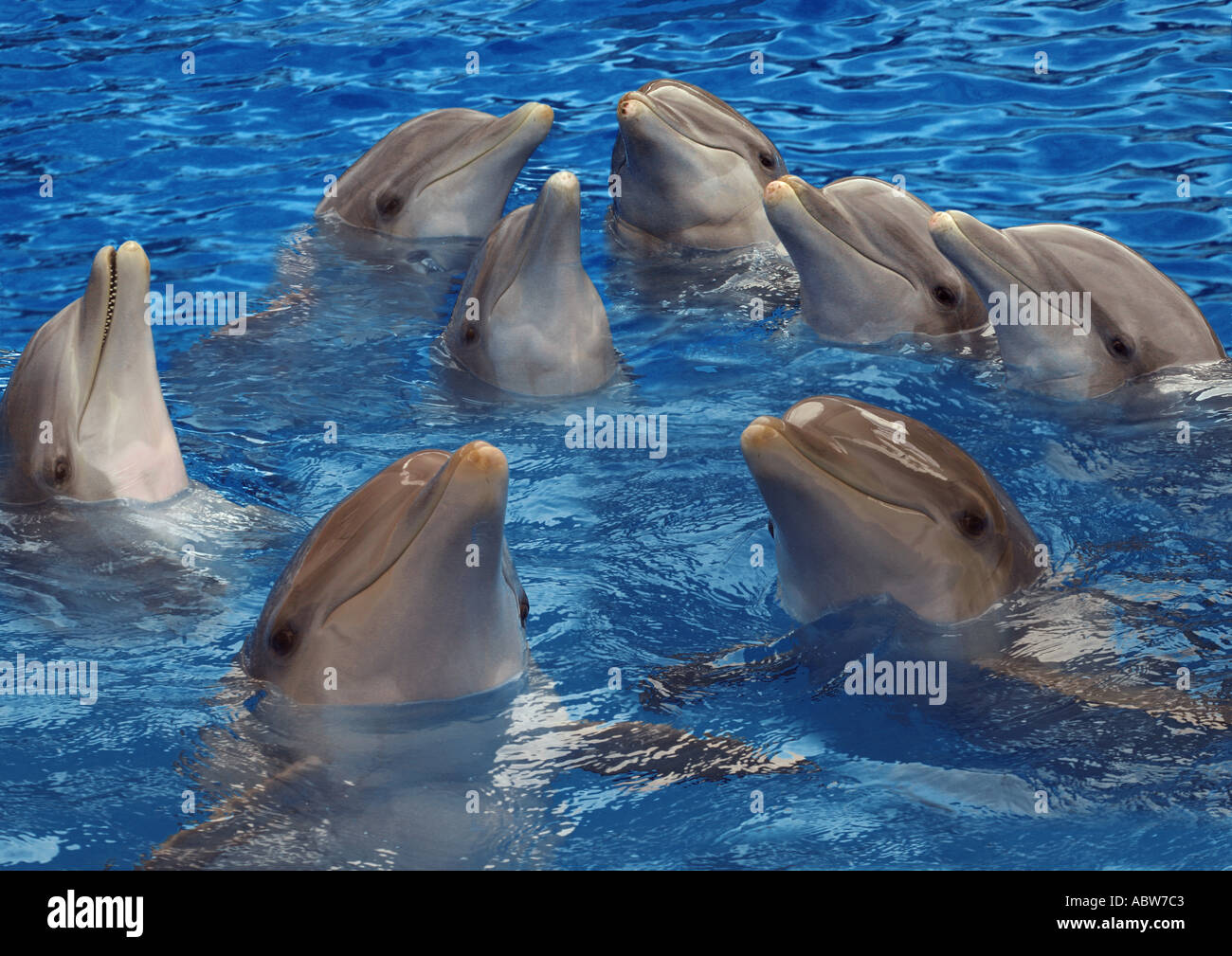 Dolphins heads out of water hi-res stock photography and images - Alamy