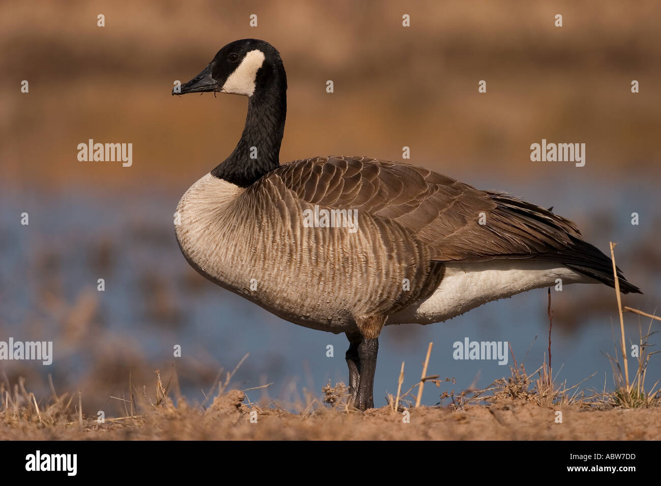Brant canadensis hi-res stock photography and images - Alamy