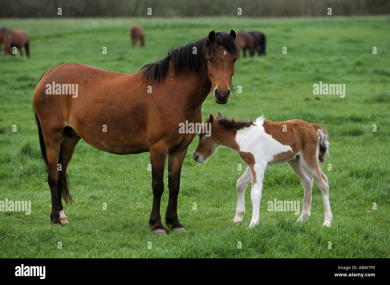 horse - mare with foal on meadow Stock Photo - Alamy
