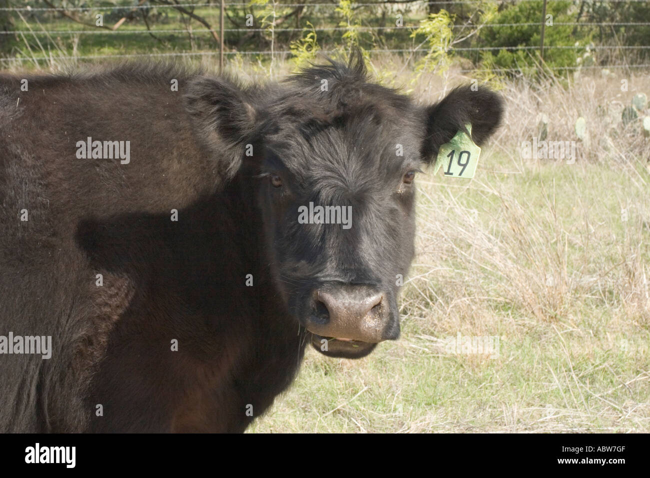 Black Angus Steer with ear tag standing in pasture Stock Photo - Alamy