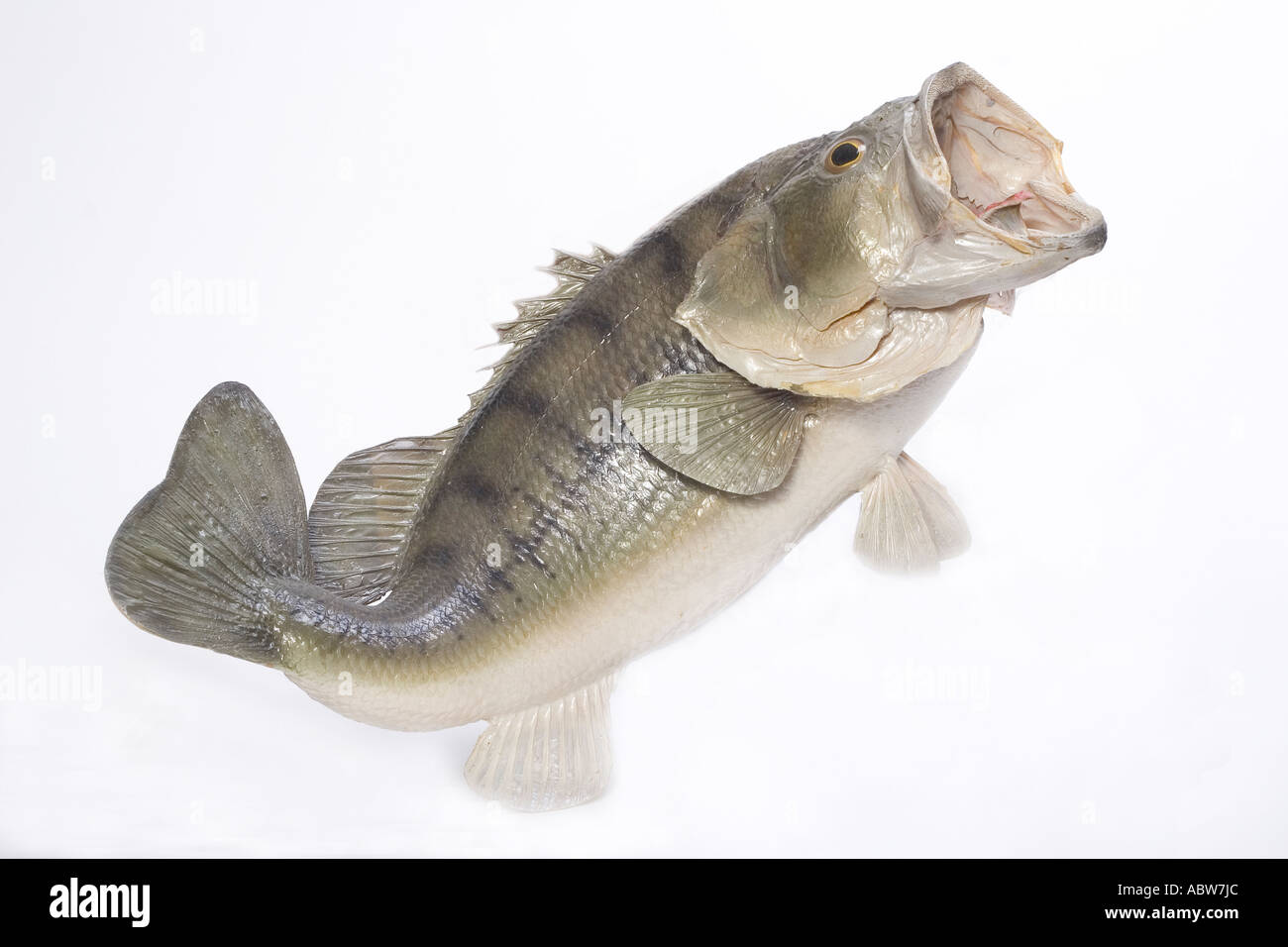 Largemouth bass mouth open hi-res stock photography and images - Alamy