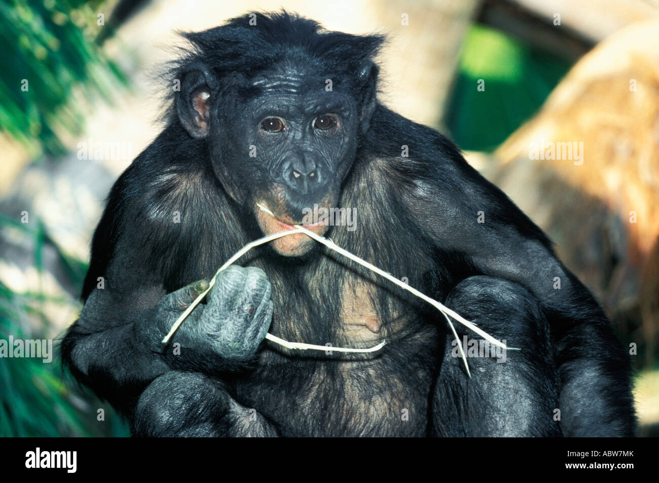 PAN PANISCUS ENDANGERED TROPICAL RF ZAIRE CONGO Stock Photo - Alamy