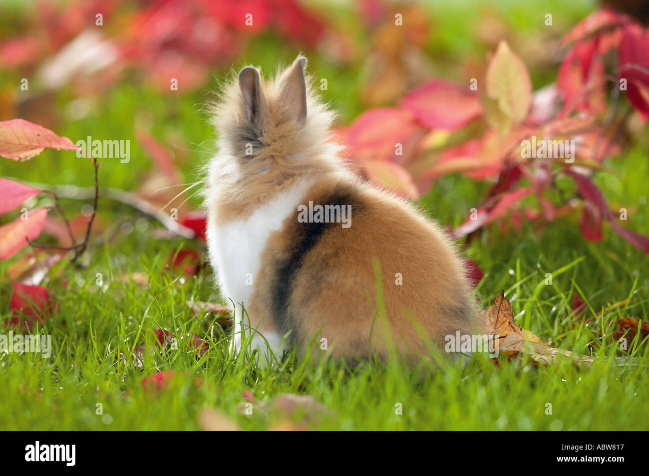 young pygmy rabbit on meadow Stock Photo - Alamy