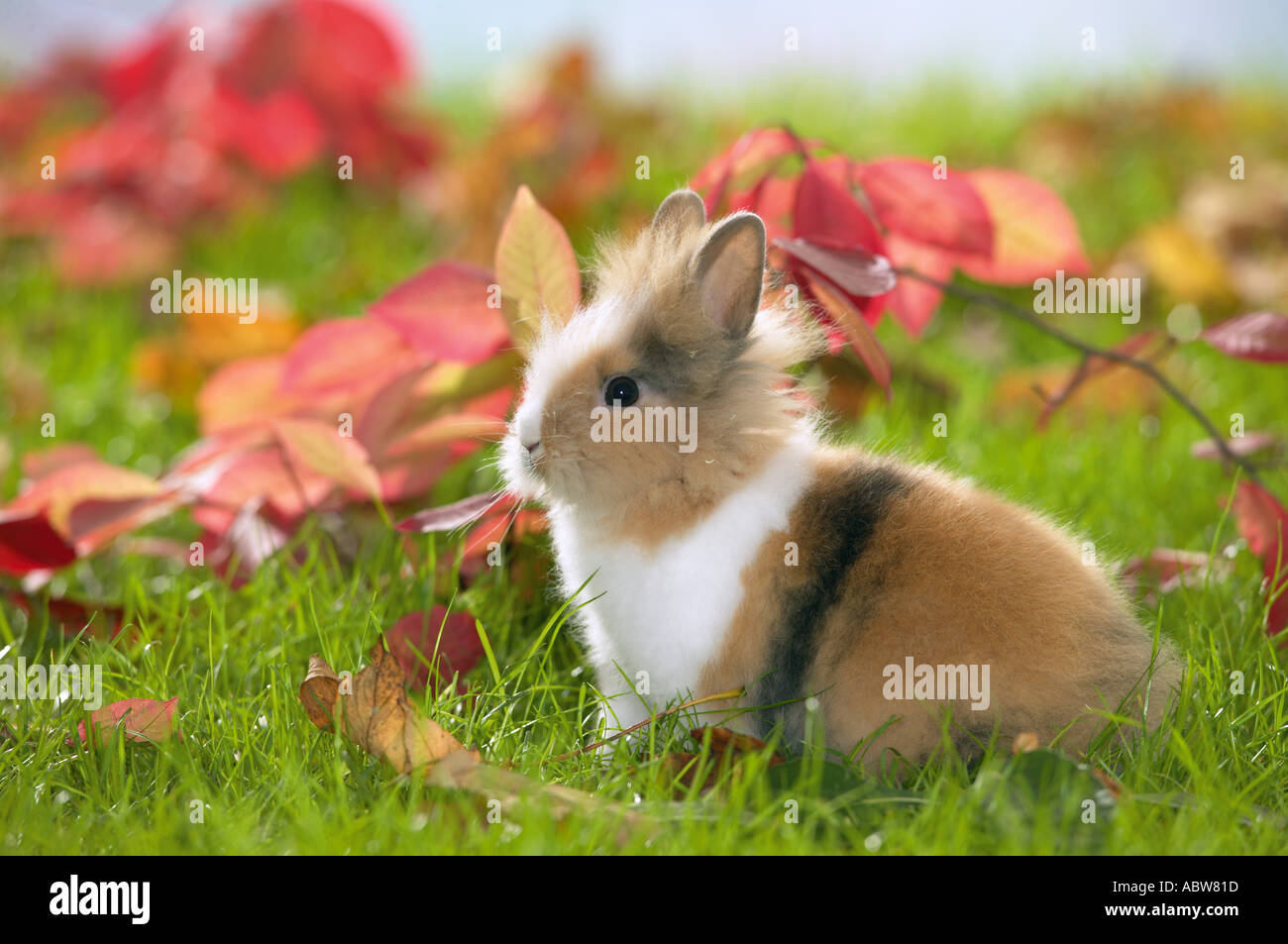 Rabbit like animals hi-res stock photography and images - Alamy