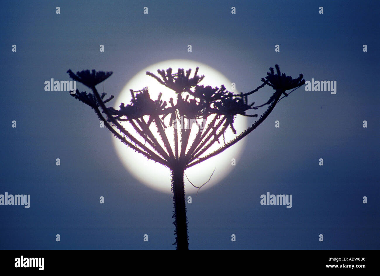 FROST DAWN COLD MORNING SUN COW PARSLEY WINTER BLUE Stock Photo - Alamy