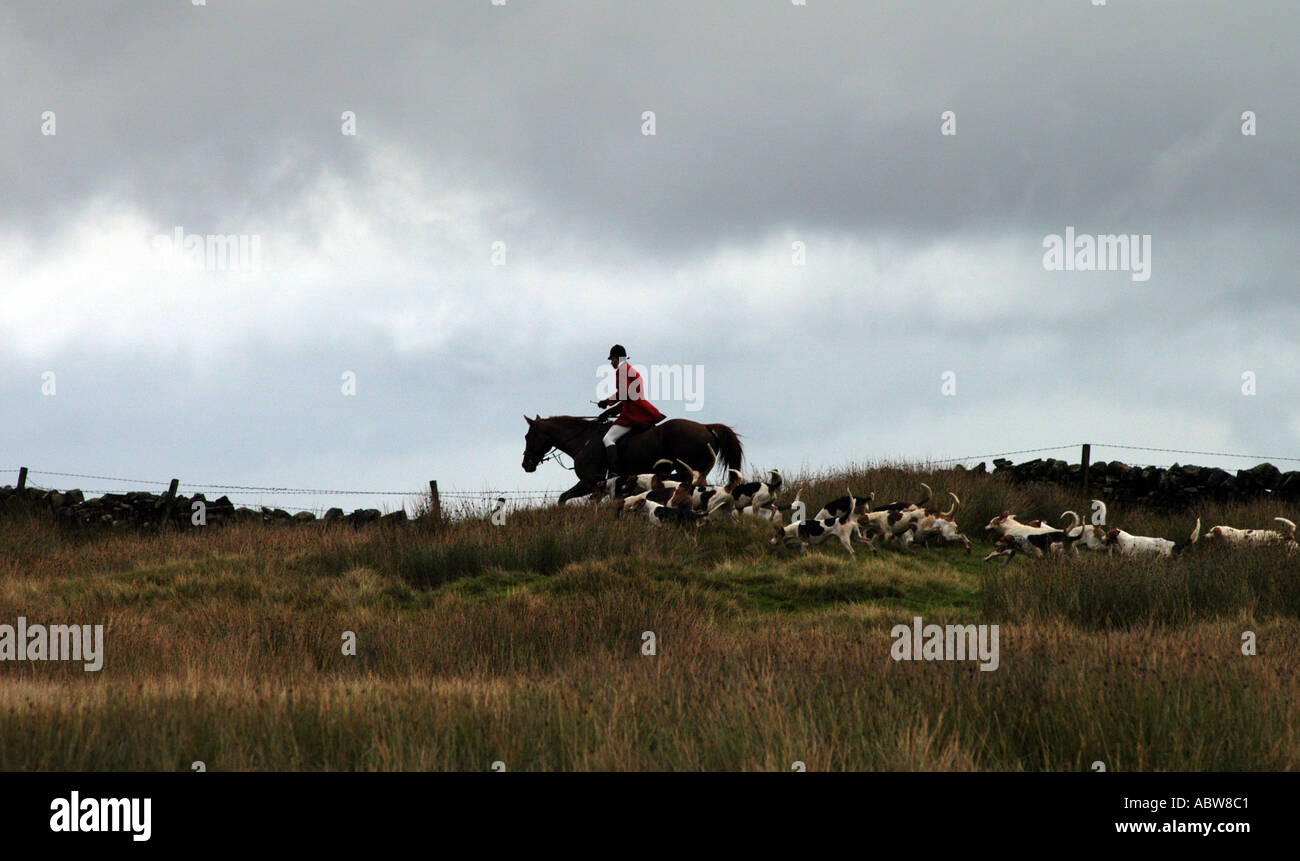 FOX HUNTING IN NORTHUMBERLAND ENGLAND Stock Photo - Alamy