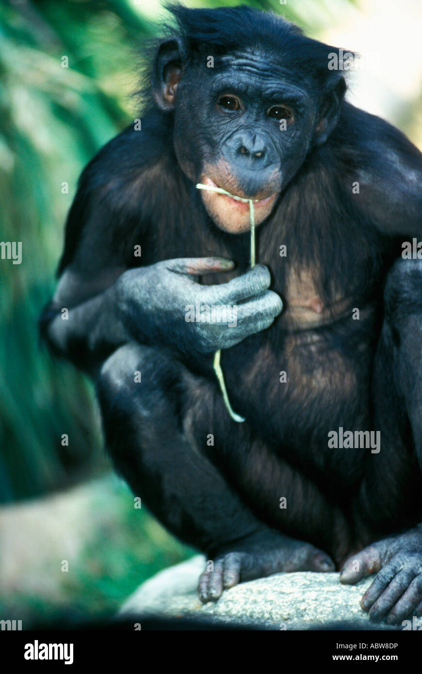 PAN PANISCUS ENDANGERED TROPICAL RF ZAIRE CONGO Stock Photo - Alamy