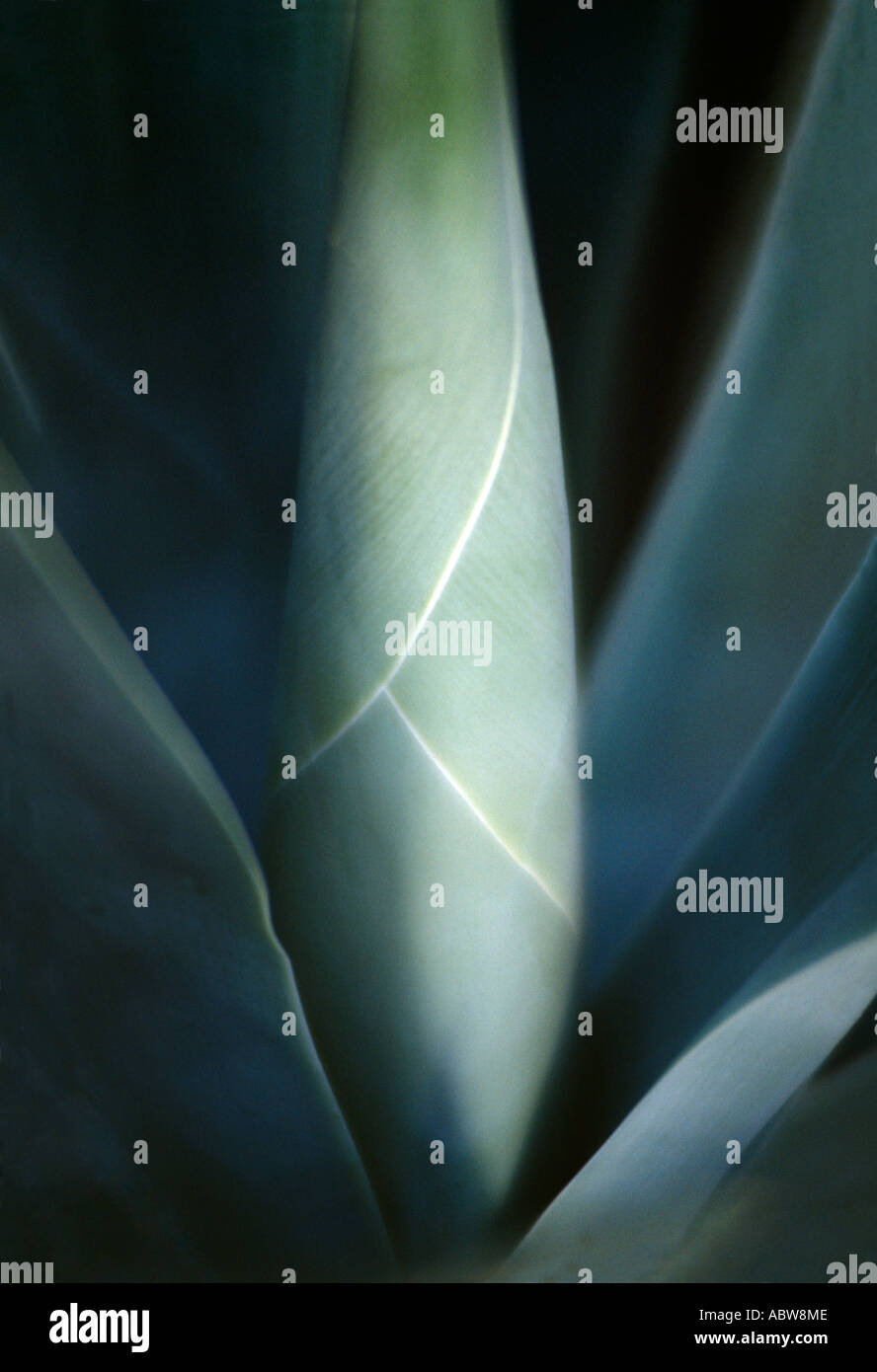agave attenuata bud and leaves Stock Photo - Alamy