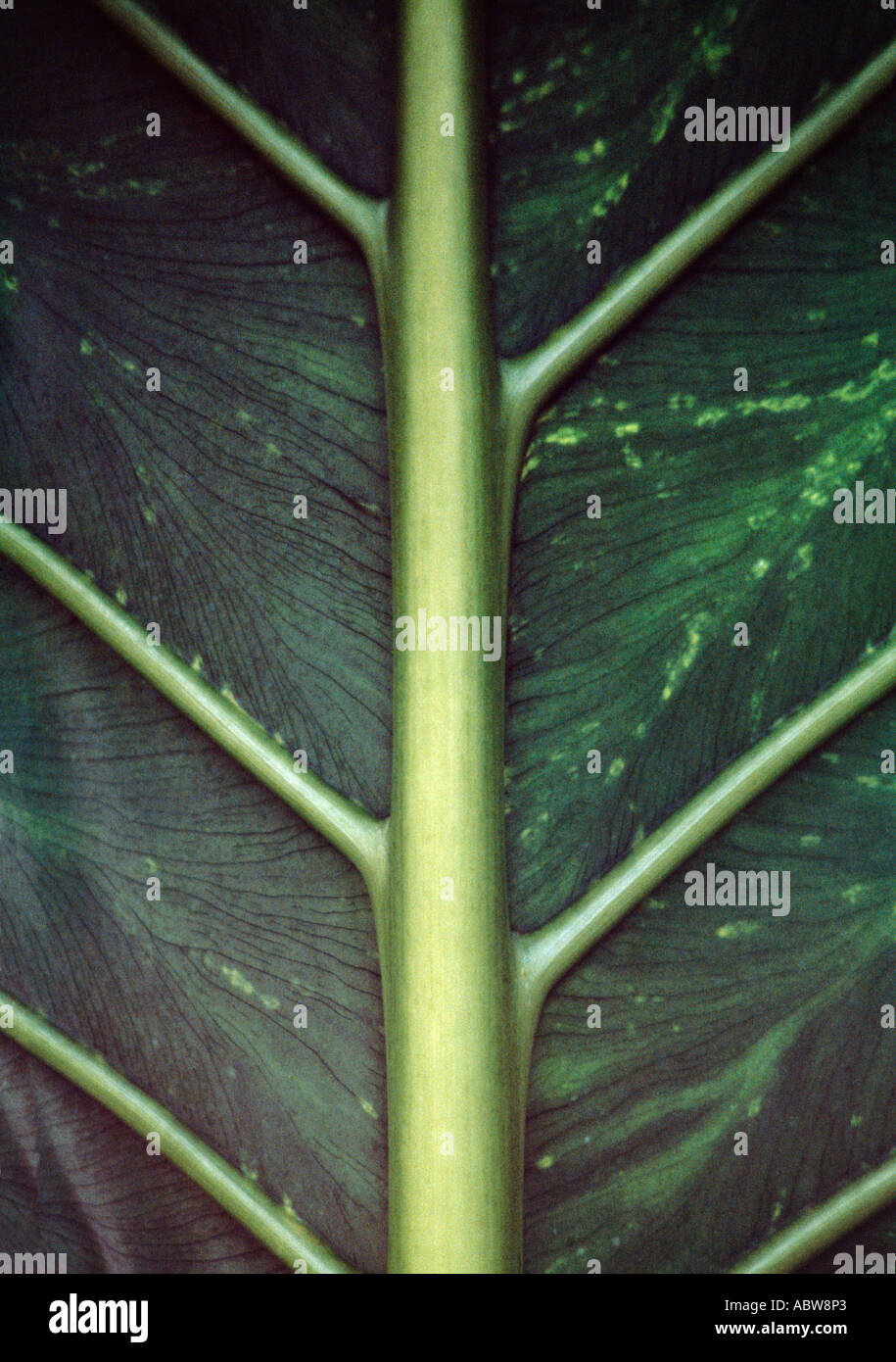 Giant Taro leaf close-up Stock Photo - Alamy