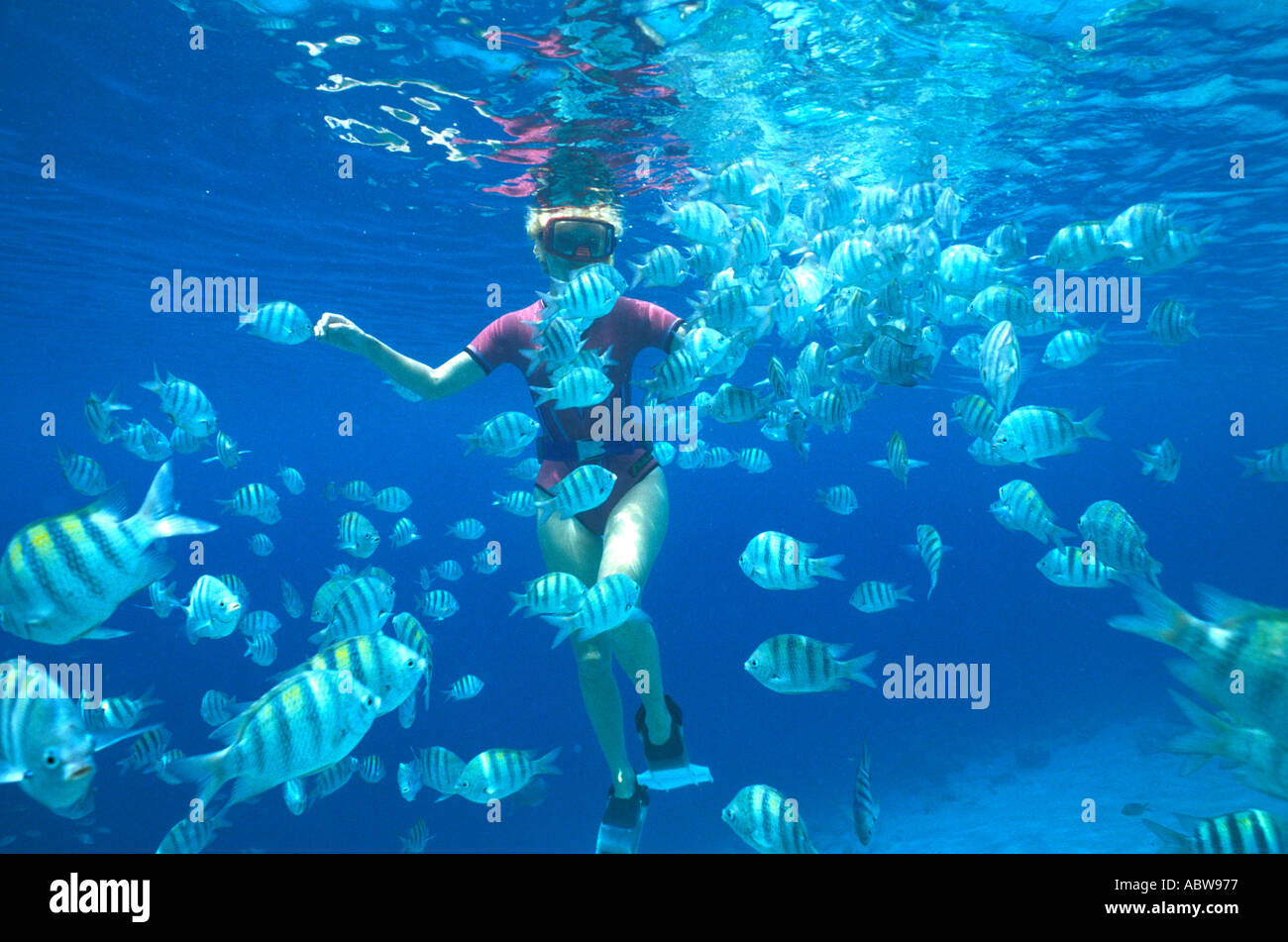 Snorkel caribbean fish hi-res stock photography and images - Alamy