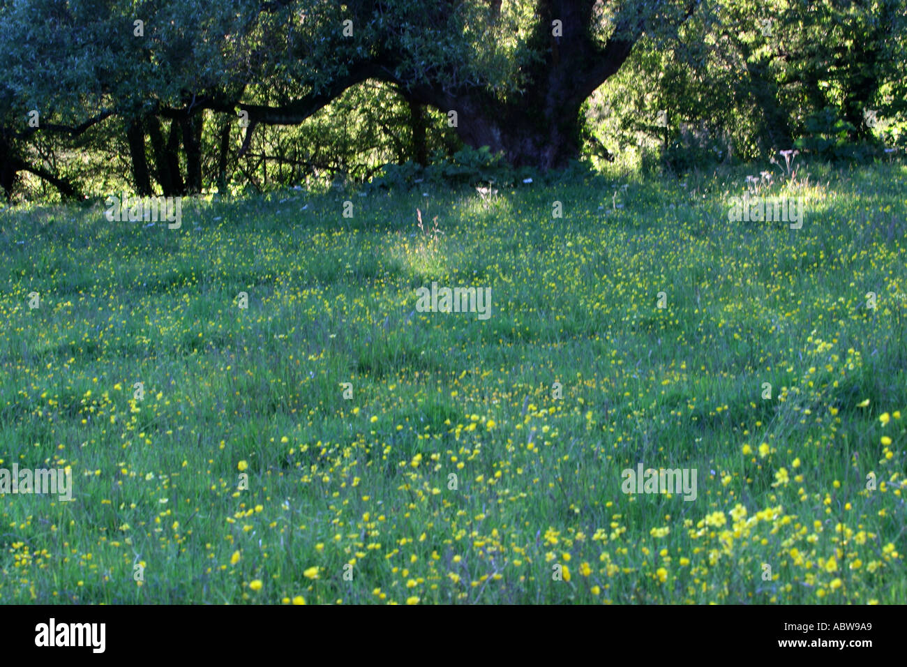 Britain flowers field hi-res stock photography and images - Alamy