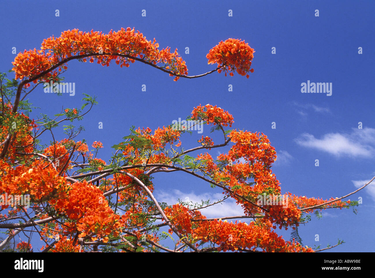 Tropical Tree Flame Tree or Royal Poinciana or Flamboyant Stock Photo ...
