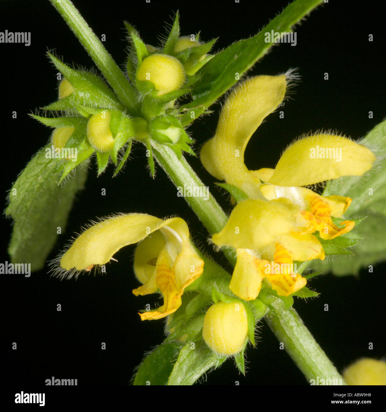 Yellow Archangel Lamiastrum galeobdolon Variegatum Stock Photo - Alamy