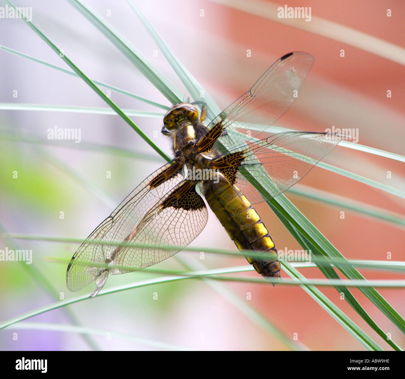 Libellula depressa teneral hi-res stock photography and images - Alamy