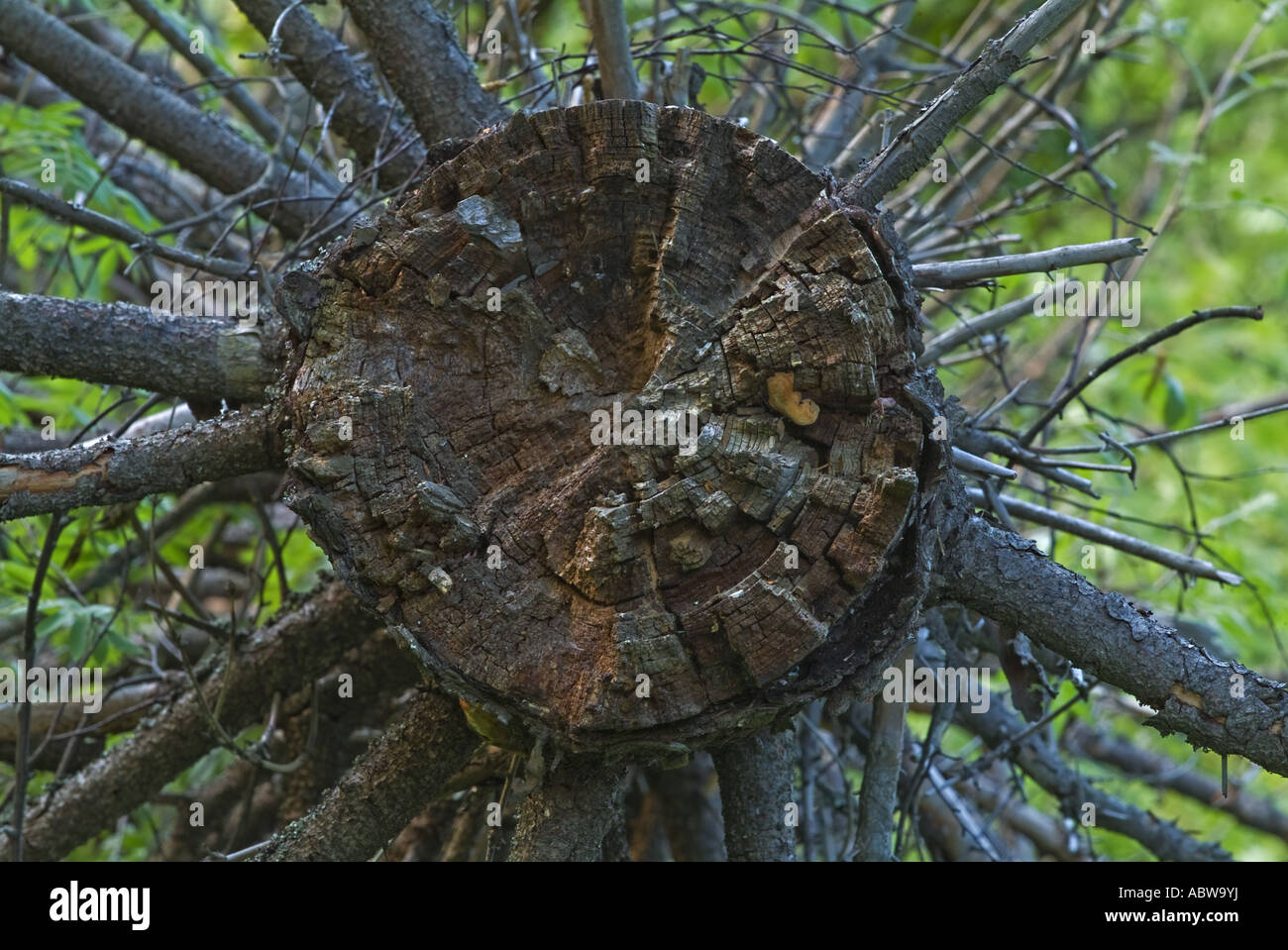 old tree with branches radiating out in all directions Stock Photo - Alamy