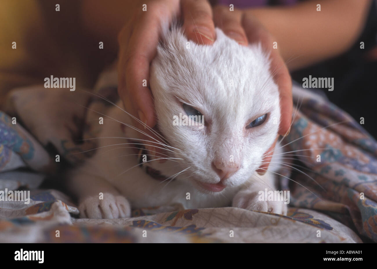 Foreign pet hi-res stock photography and images - Alamy