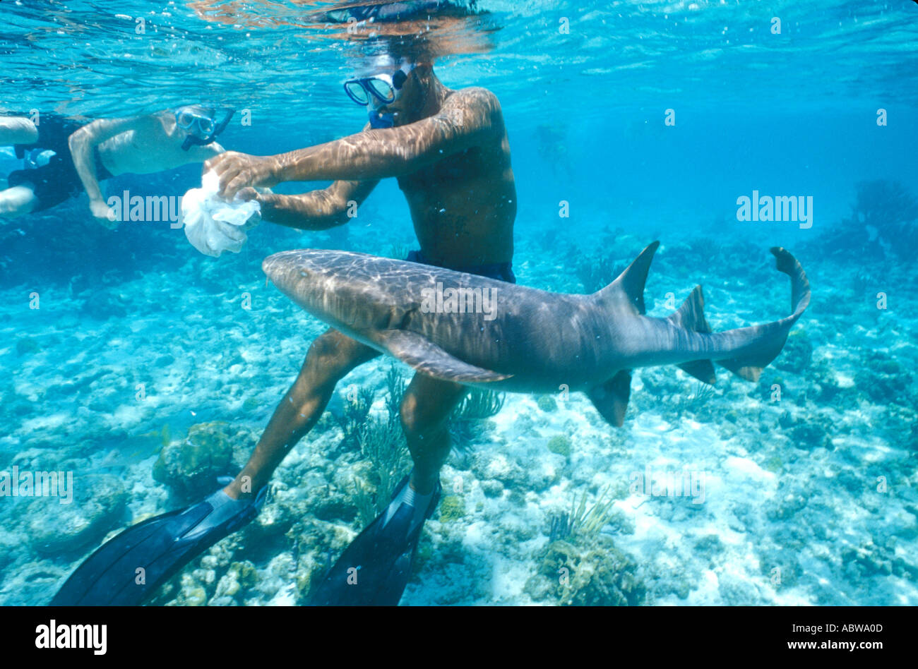 Caribbean Shark Feeding Grand Cayman Island North Sound Stock Photo - Alamy
