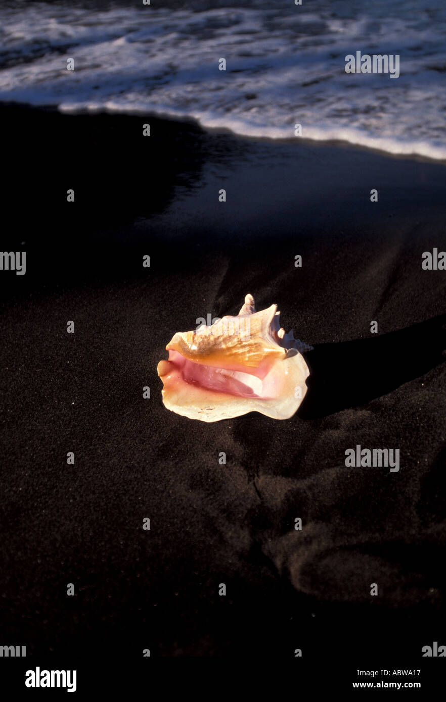 St Lucia black sand beach with conch shell Stock Photo - Alamy