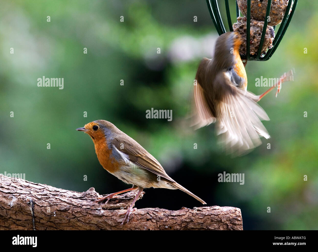 Habitation british birds hi-res stock photography and images - Alamy