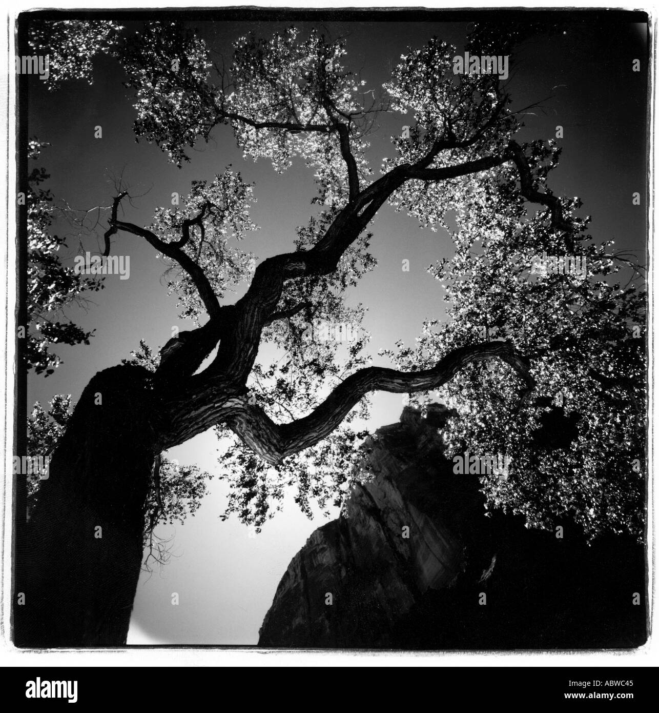 A black and white image of a tree, rising up into the sky Stock Photo ...