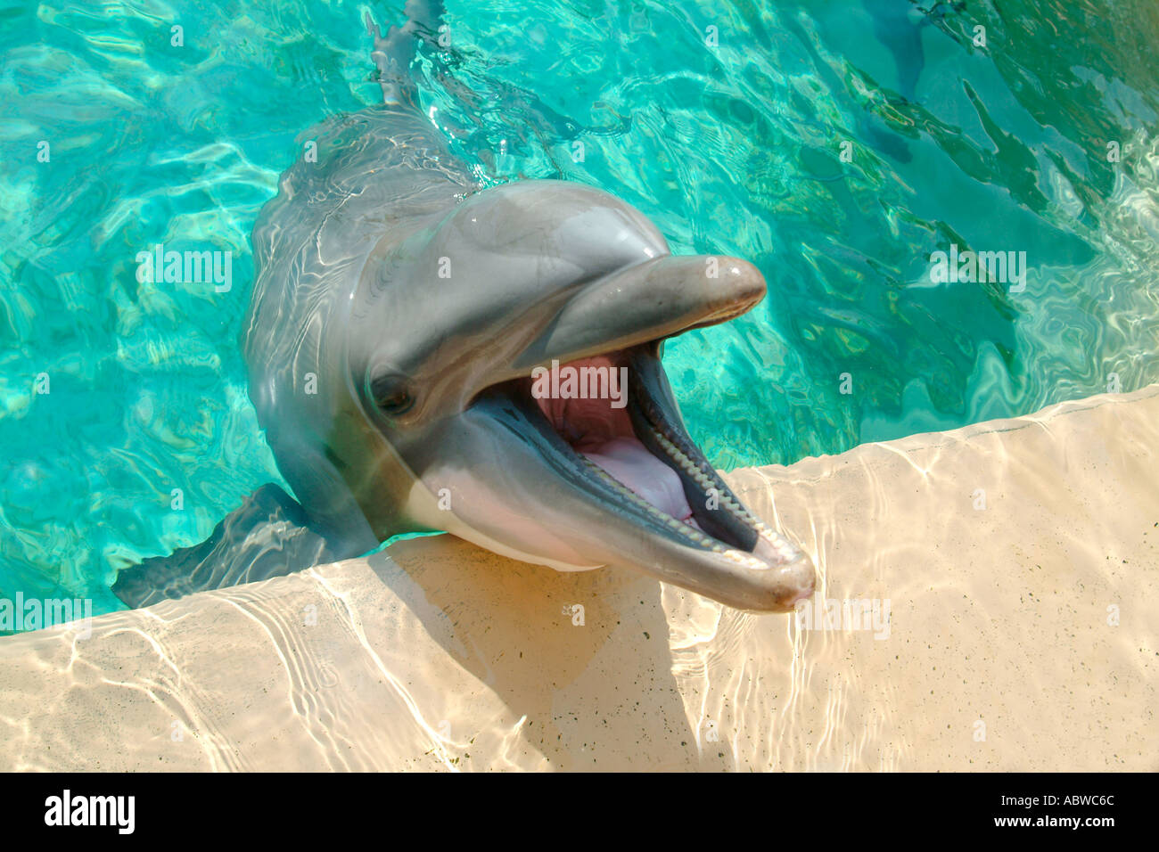 Dolphin quest and bermuda hi-res stock photography and images - Alamy