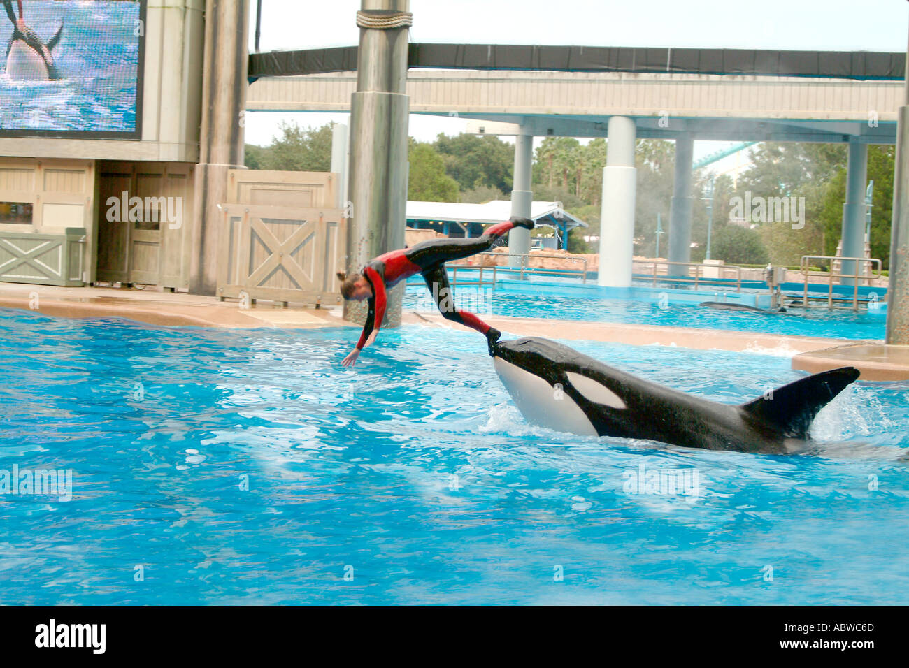 SHAMU THE KILLER WHALE Stock Photo - Alamy