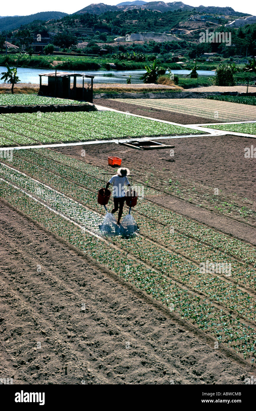 Traditional watering in farming in the New territories of Hong Kong ...