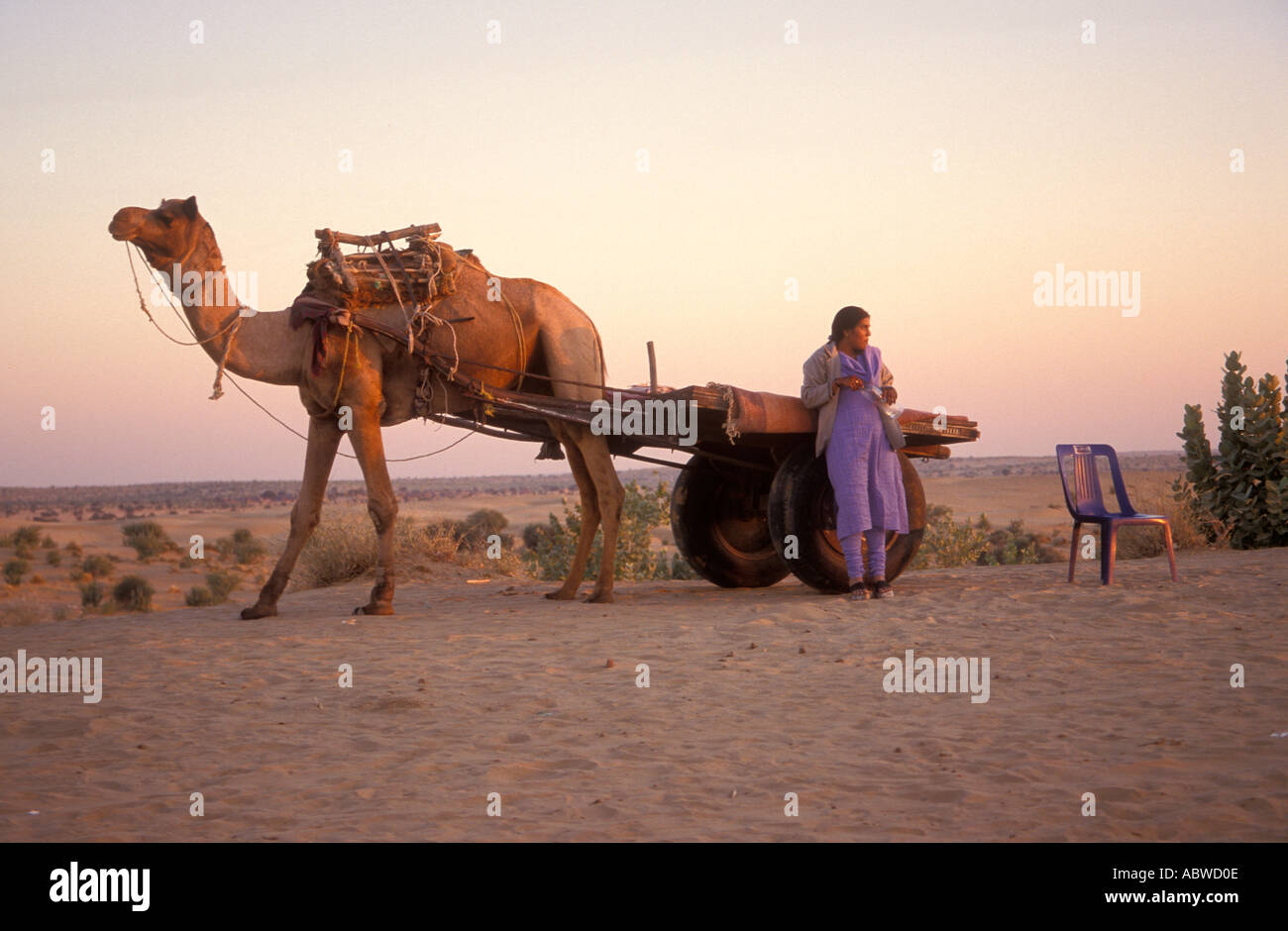 Woman and camel cart in Rajasthan desert INDIA Stock Photo - Alamy
