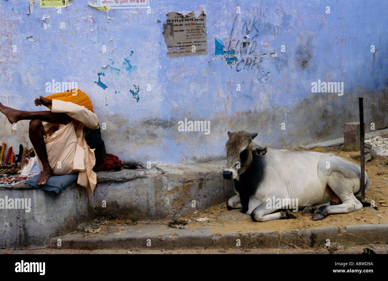 Indian man and cow in Pushkar Stock Photo - Alamy