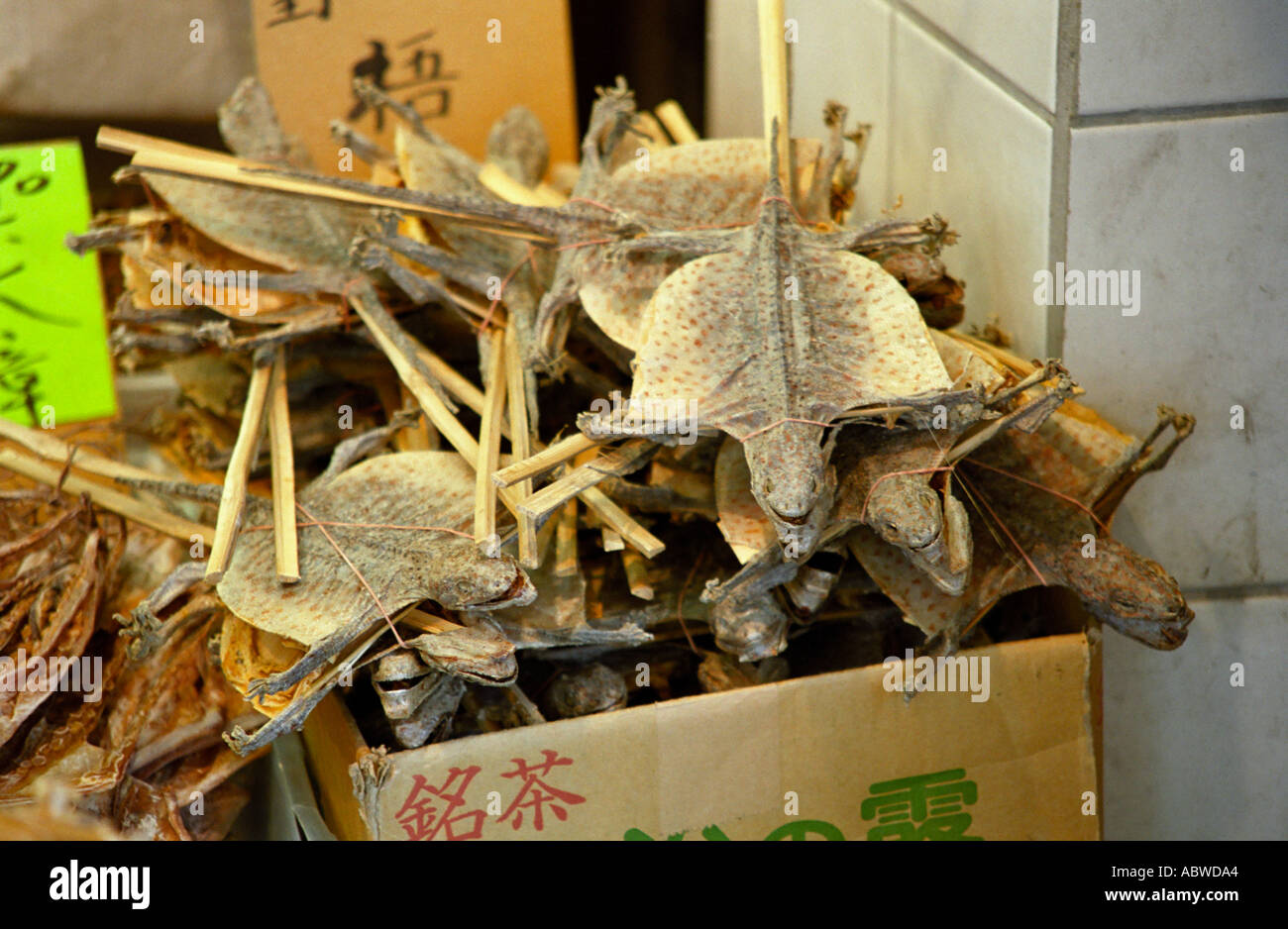 Chinese lizard snack in China Town Vancouver Stock Photo - Alamy