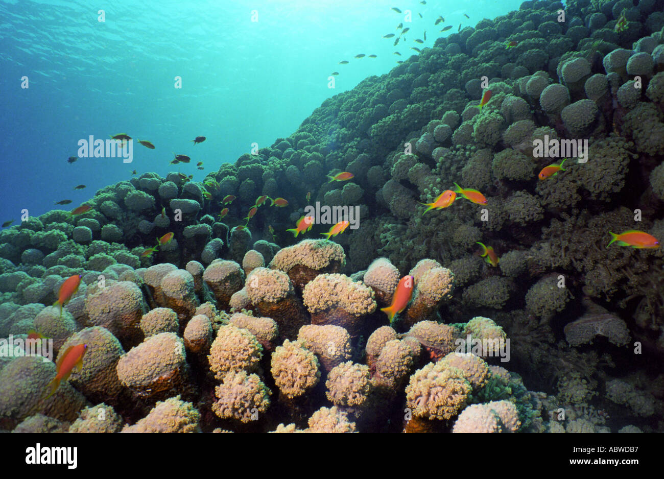 Red Sea coral in Egypt Stock Photo - Alamy