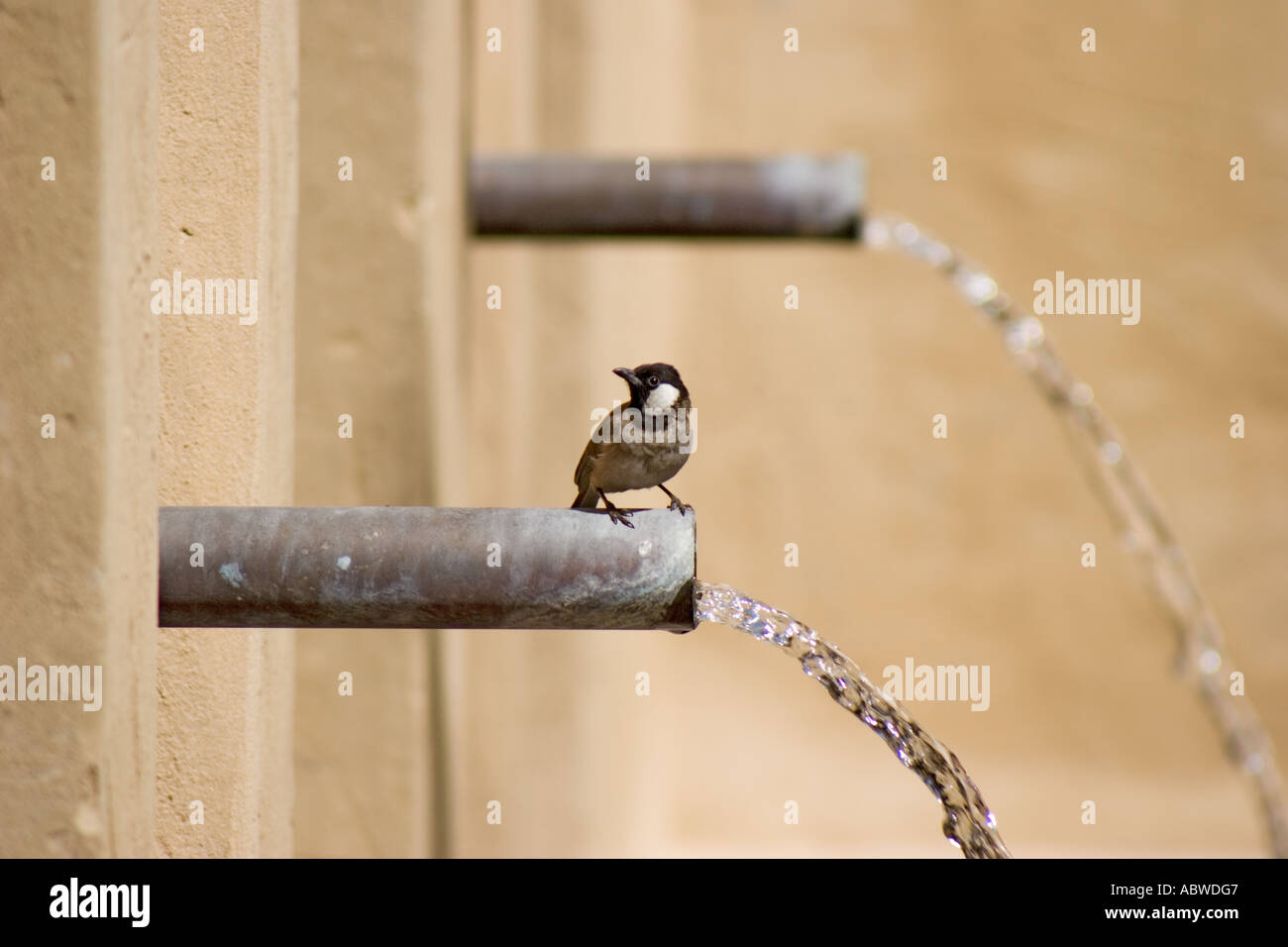 White-cheeked Bulbul bird on copper water pipe Stock Photo - Alamy