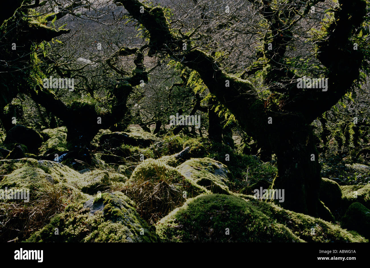 Stunted oak forest hi-res stock photography and images - Alamy