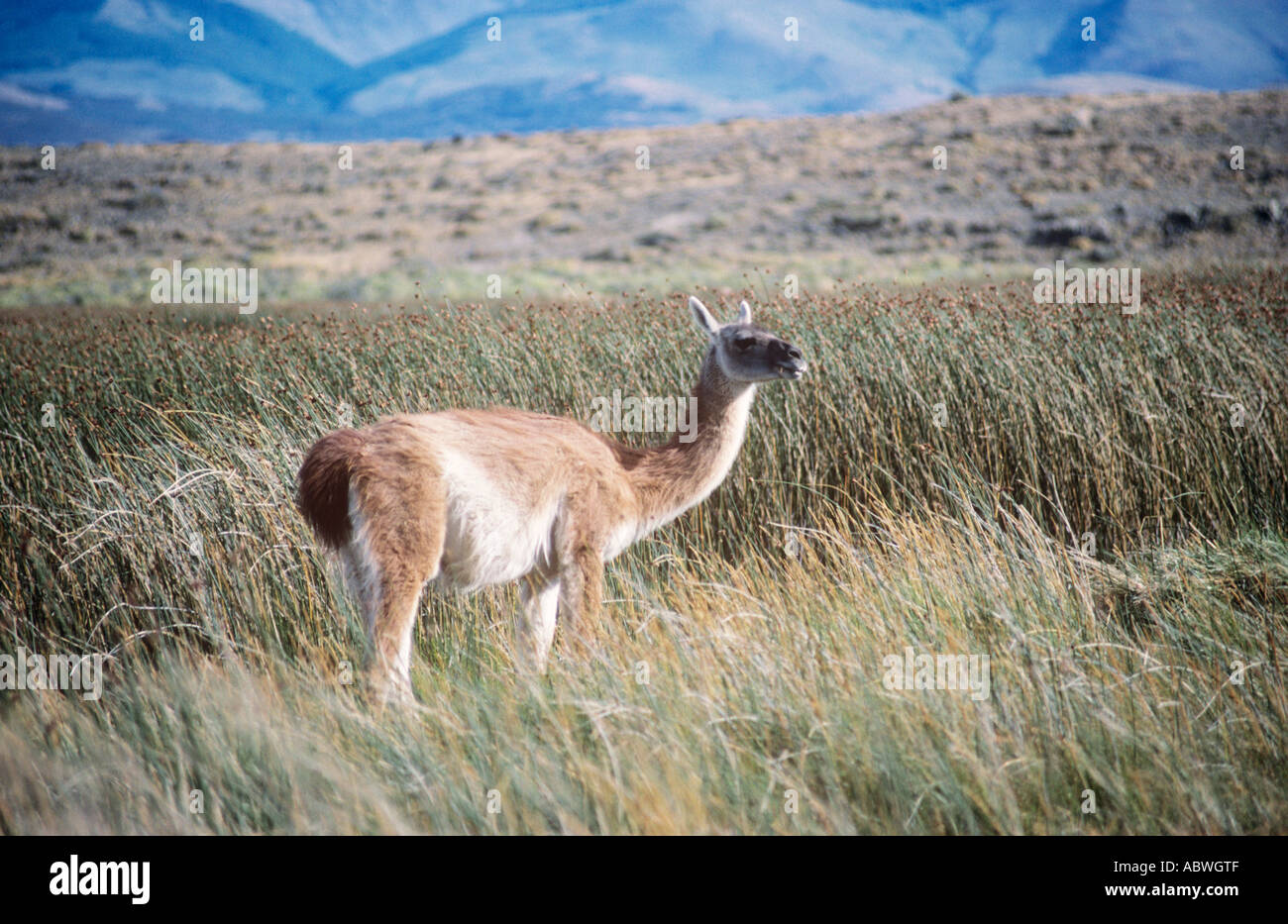 Guanaco, a wild member of the New World camel family, at Torres del ...