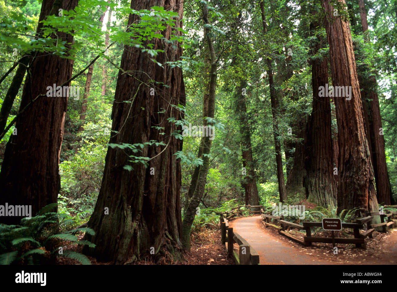 California redwood trees near san hi-res stock photography and images ...