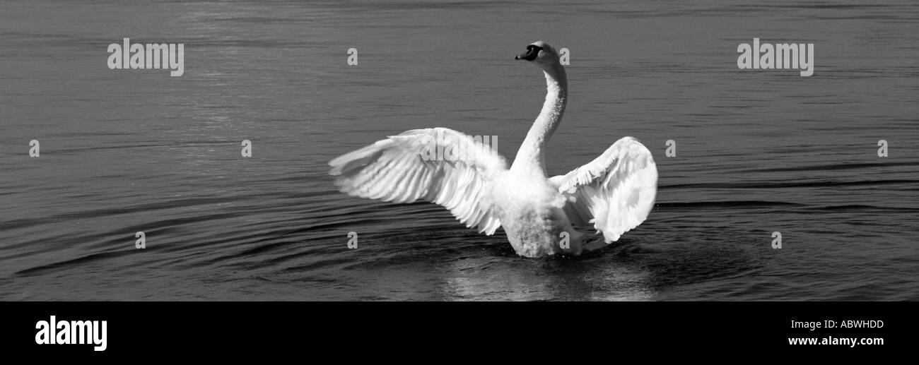 Swan stretching its wings Stock Photo - Alamy
