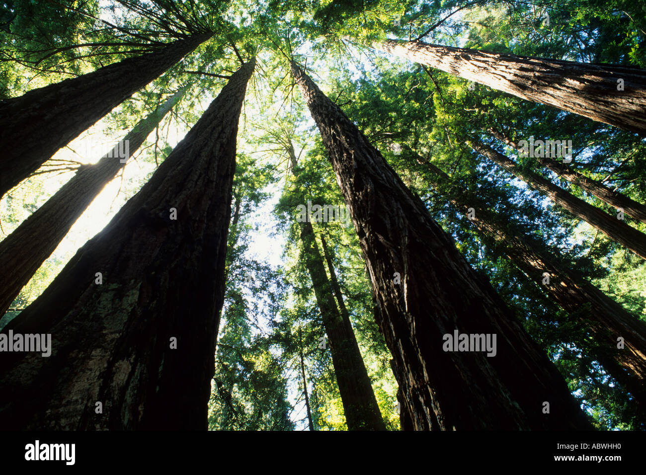 Old Redwood trees looking straight up in the Muir Woods near San ...