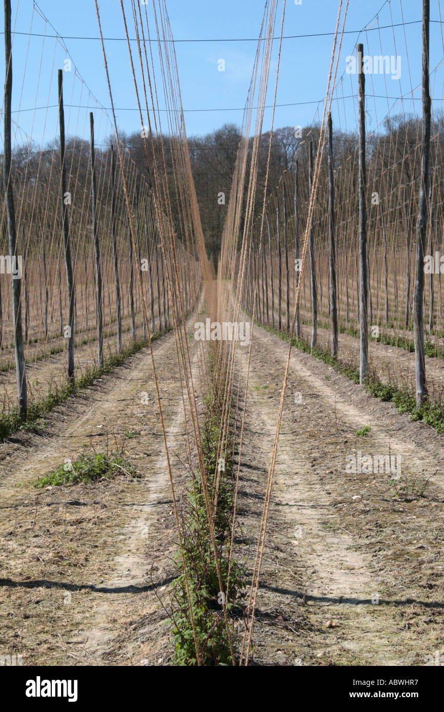 Kentish hops in early stages of growth soon after stringing Stock Photo ...