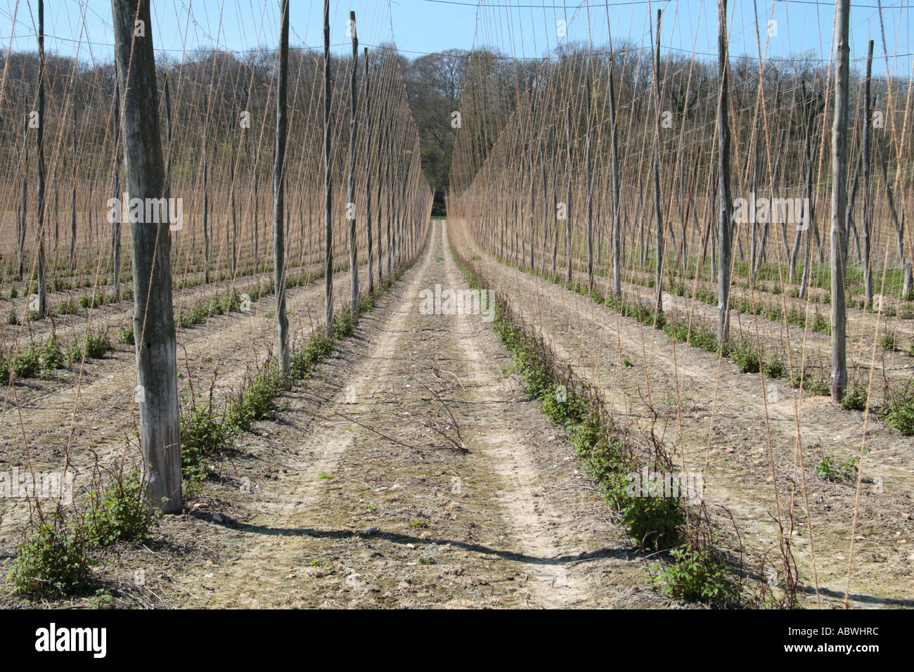 Kentish hops in early stages of growth soon after stringing Stock Photo ...