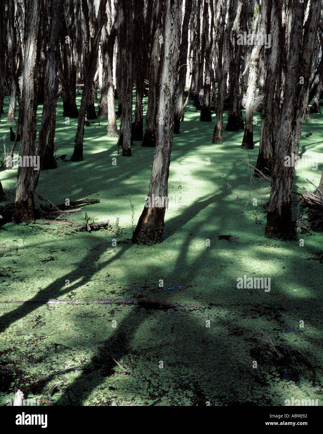 Quagmire High Resolution Stock Photography and Images - Alamy