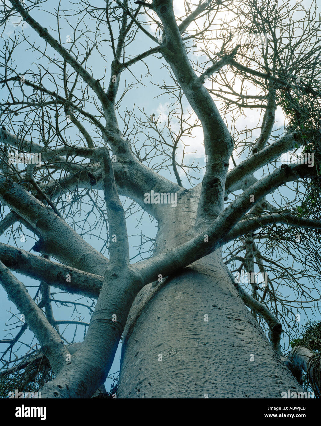 Baobab tree Mtwara Tanzania East Africa Stock Photo - Alamy