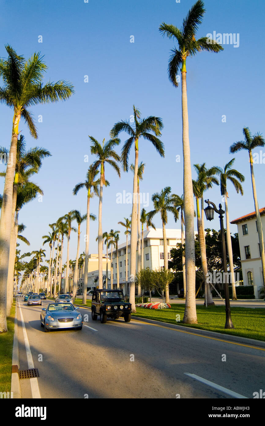 Florida royal palm hi-res stock photography and images - Alamy