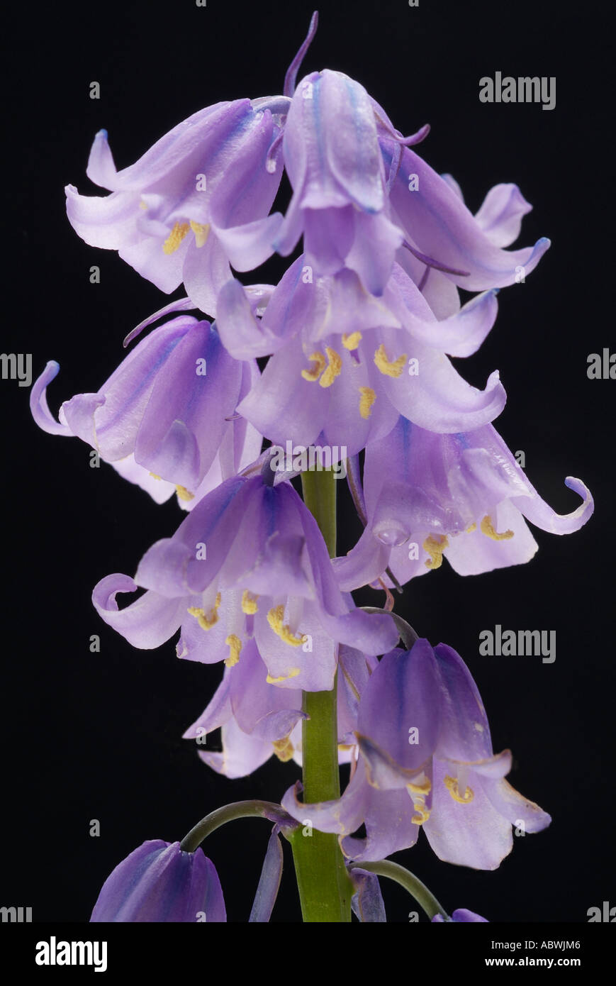 Blue bell hyacinthoides bluebell multi head spring early first close up ...