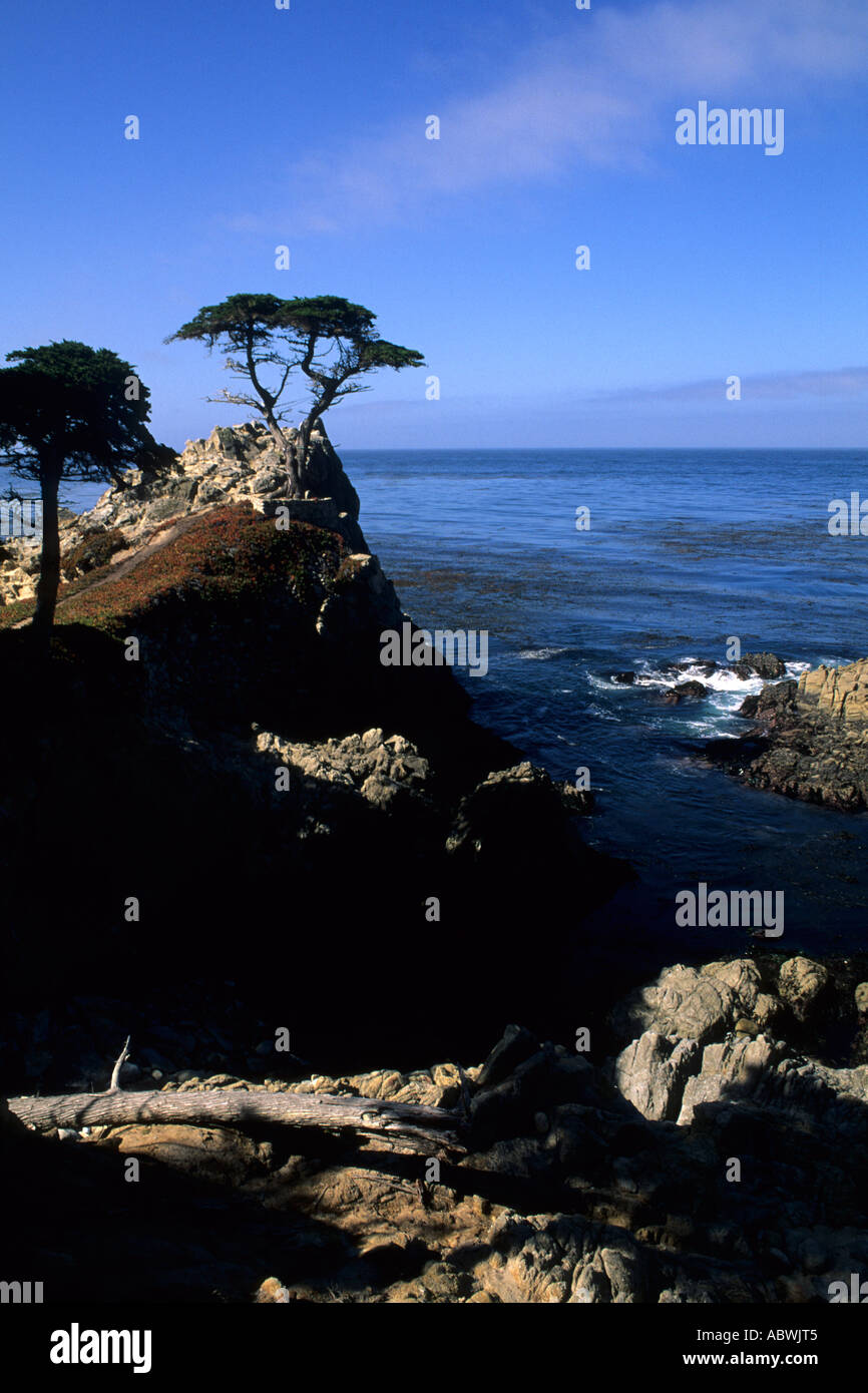 The famous Lone Cypress Tree on the breathtaking 17 Mile Drive in ...