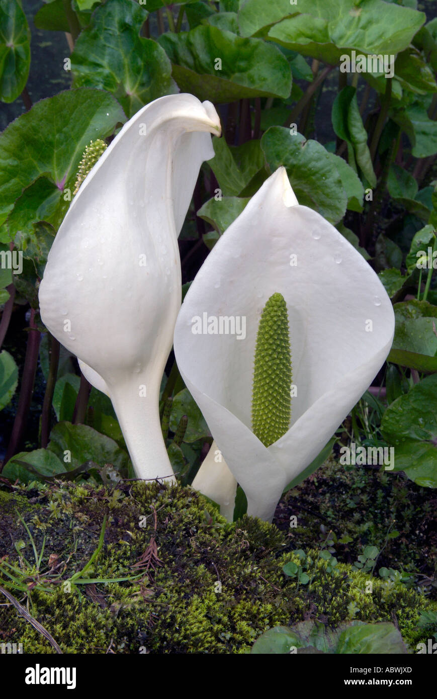 Arum aram lily foliage flower garden white cream wildflower lilies nile ...