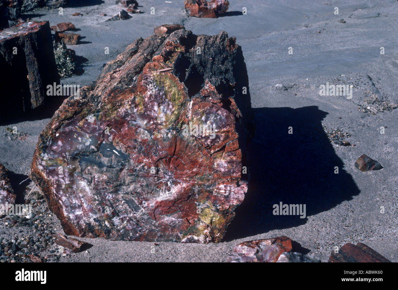 Cross section of petrified wood log hi-res stock photography and images ...