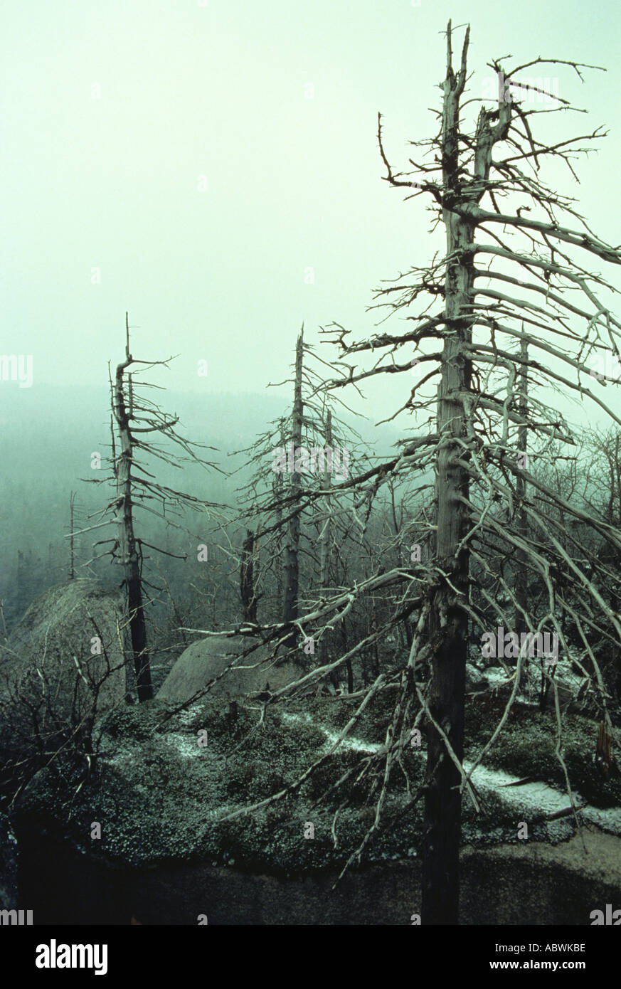 Acid rain kills spruce forest Europe Stock Photo - Alamy