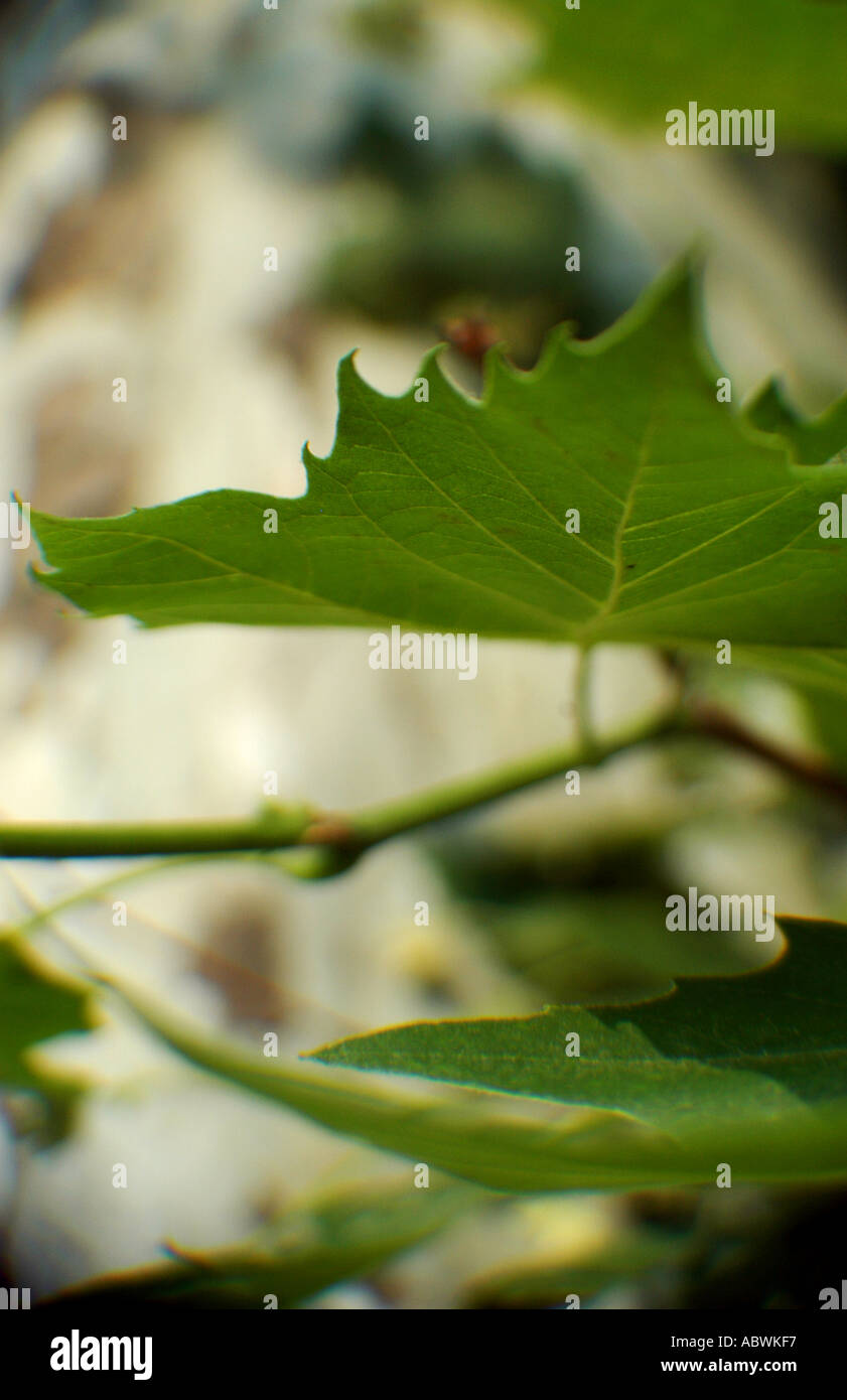 London plane tree leaf Stock Photo - Alamy