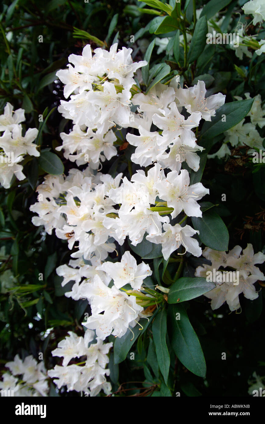 White azalea hi-res stock photography and images - Alamy