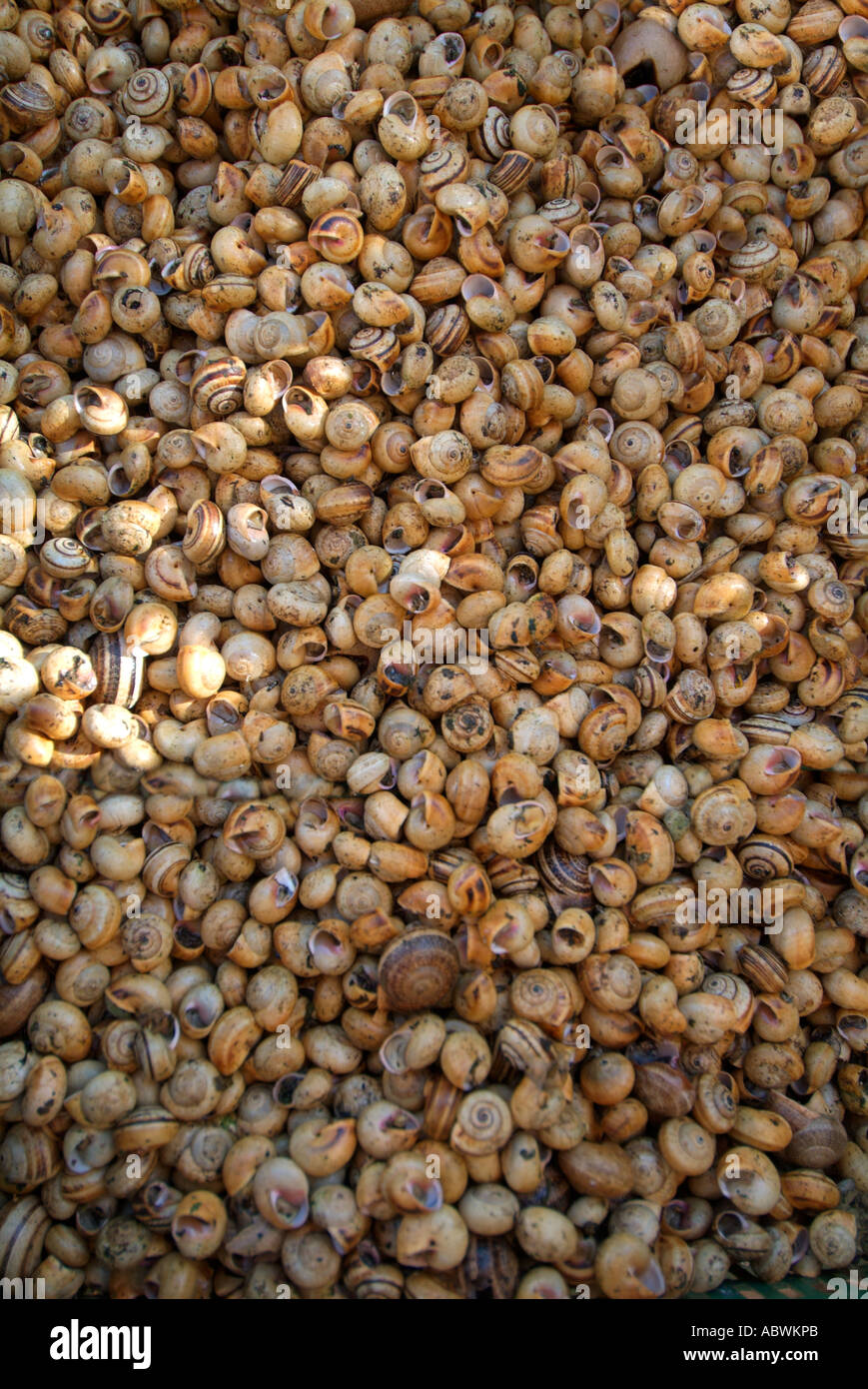 Edible fresh live snail shell mollusc escargot wild local l’escargot ...